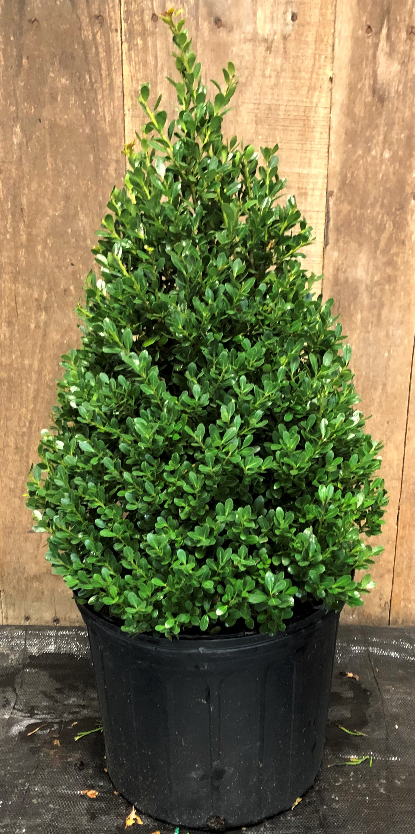 Evins Mill Nursery - Gallery